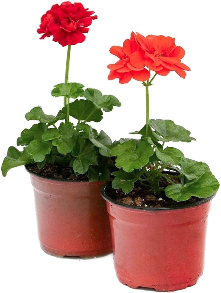 Саженец Пеларгония D12 купить на OZON по низкой цене (1721872604)