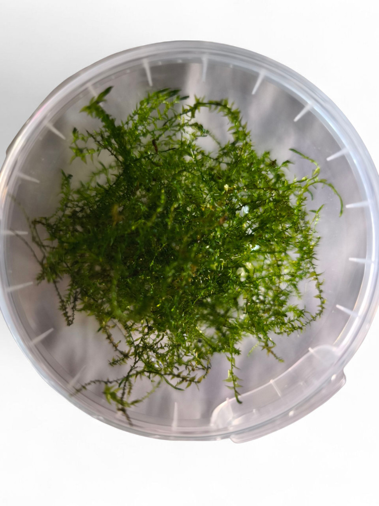 Аквариумный мох "Стринги" (Stringy Moss). Живое аквариумное растение. купить на OZON по низкой ...