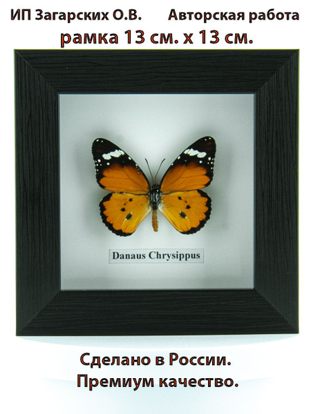 Бабочка в рамке Danaus Chrysippus (Данаида Хризиппа). 13*13*3.3 ...