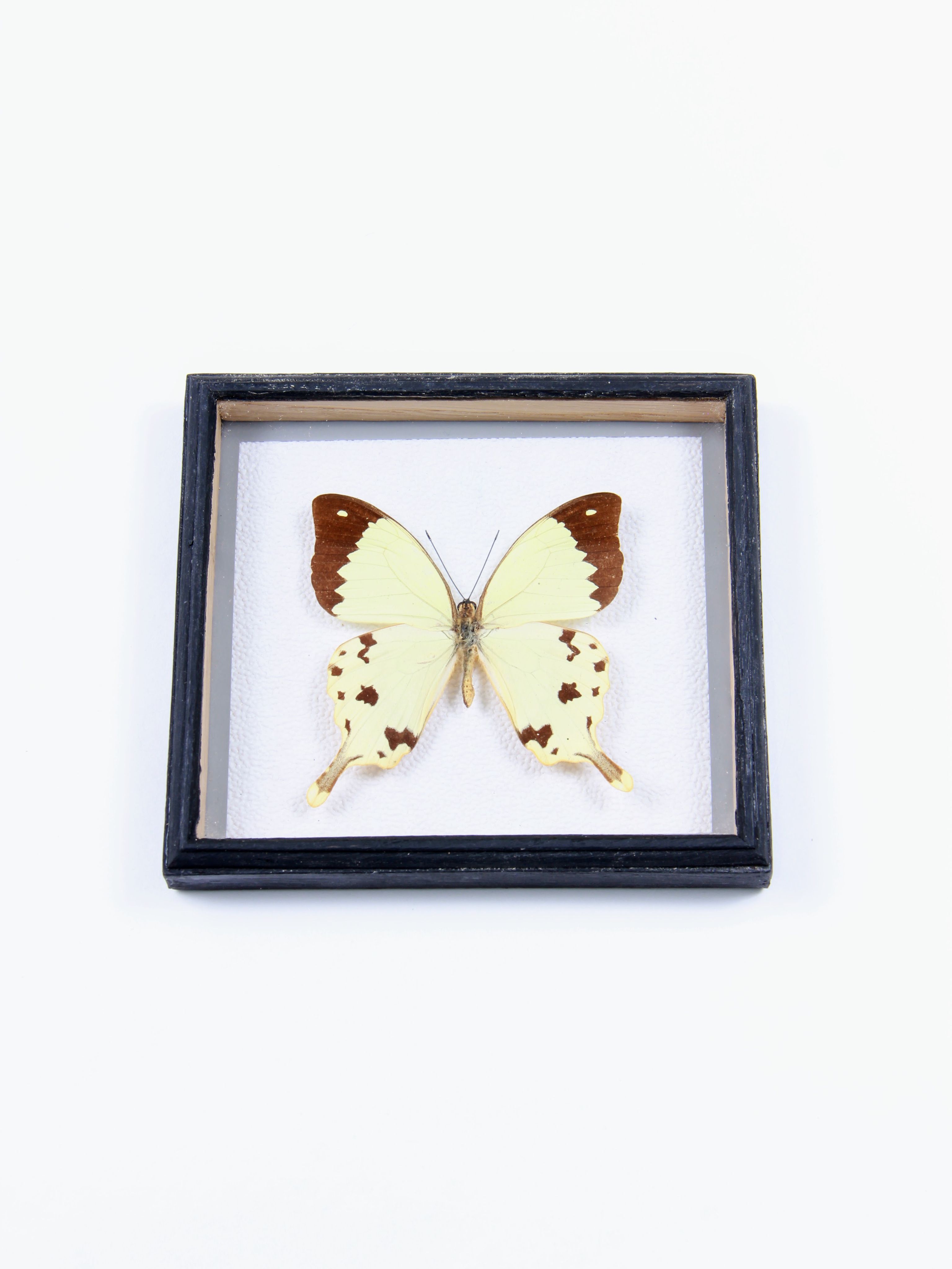 Бабочка в рамке ModernArtButterfly "Papilio meriones" 14х12х2см, №2 ...