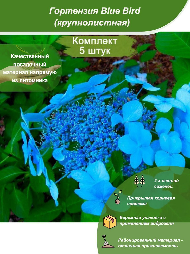 Посадочный материал. 5шт / Гортензия Blue Bird (крупнолистная) для ...