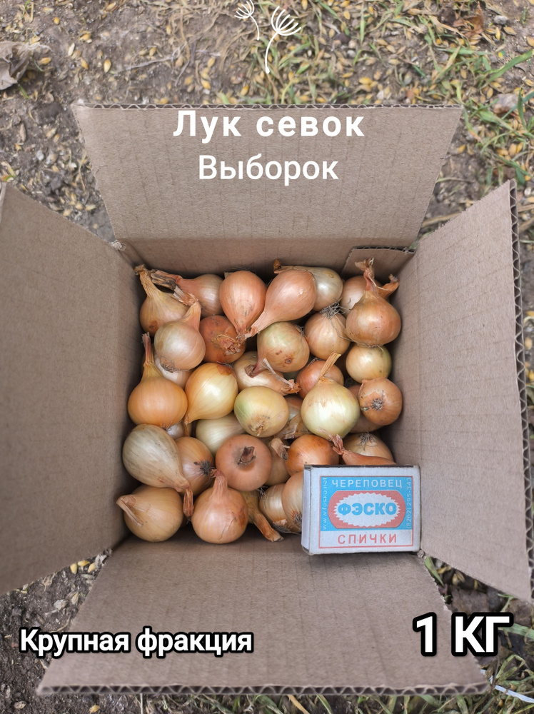 Лук севок Штутгартер Ризен на зелень, выборок. 1 кг купить на OZON по ...