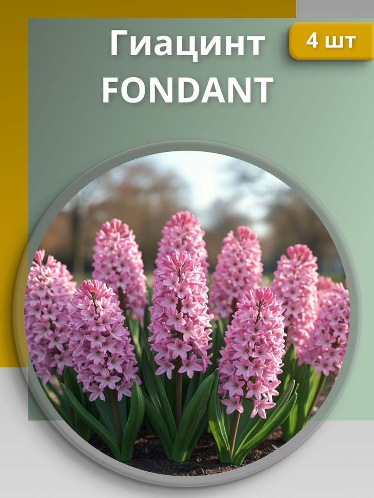 Гиацинт FONDANT (4 луковицы) купить на OZON по низкой цене (3169806881)