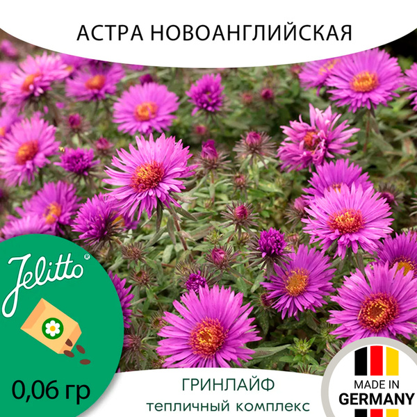 Jelitto Астра_AB080, 0.06 г - купить с бесплатной доставкой в OZON ...
