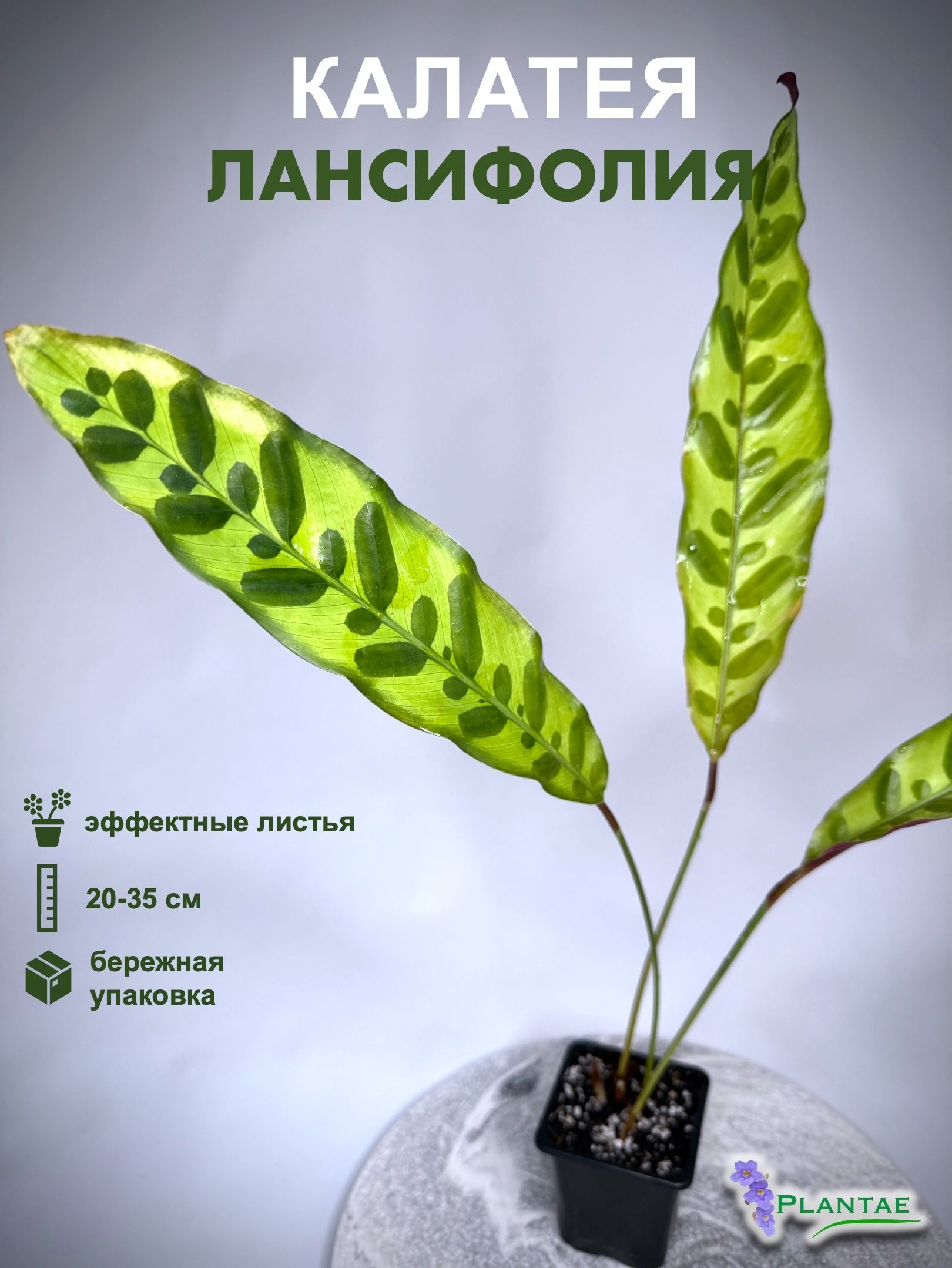 Калатея Лансифолия (Calathea Lancifolia), живое растение купить на OZON ...