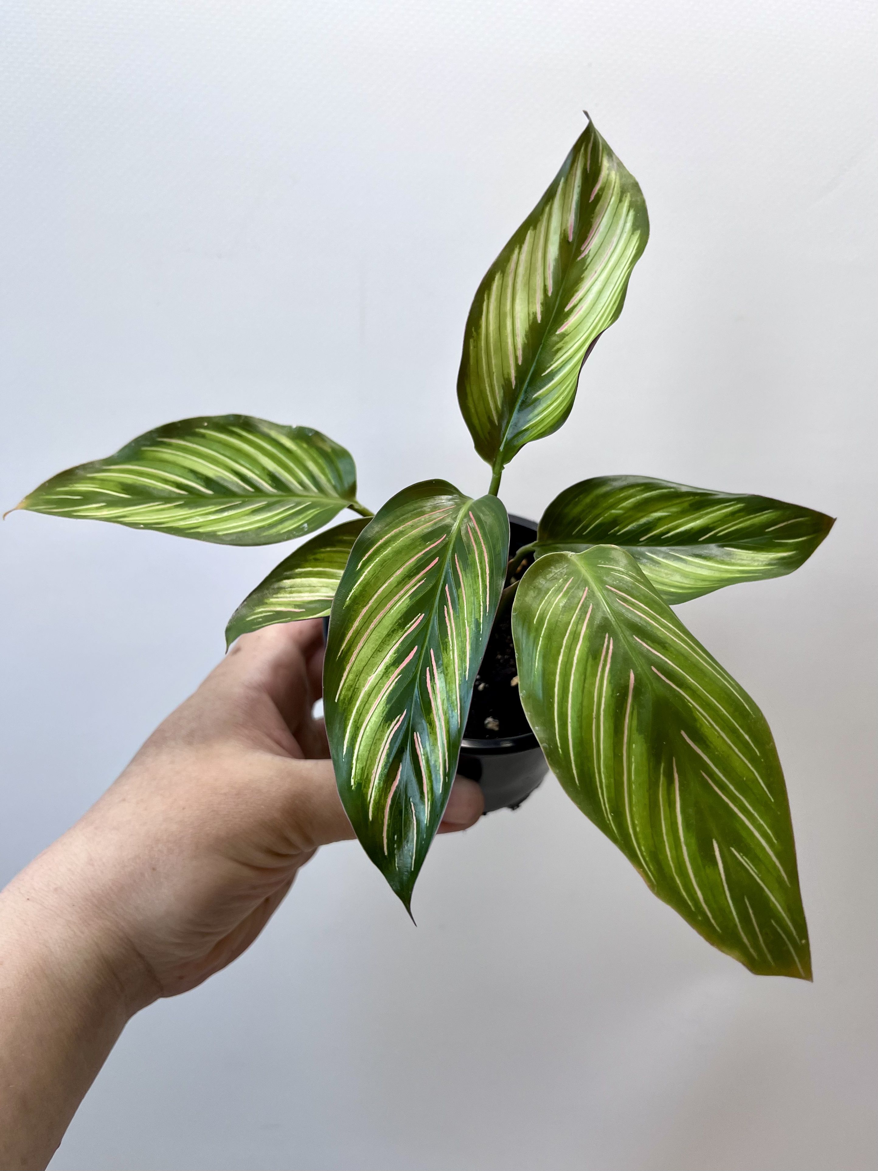 Растение Калатея Бьюти Стар (Calathea Beauty Star). Детка. Живое ...
