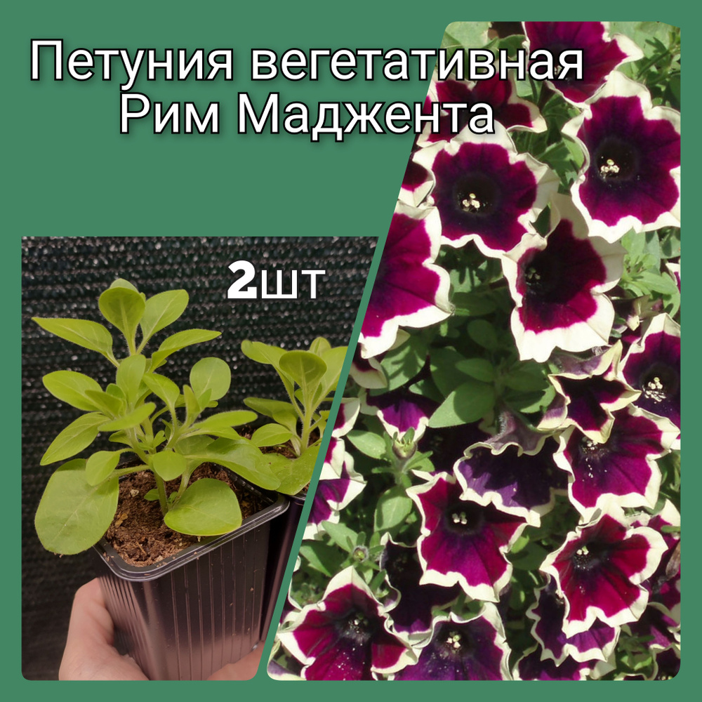 Петуния рассада вегетативная Рим маджента в горшках 2шт - купить с ...