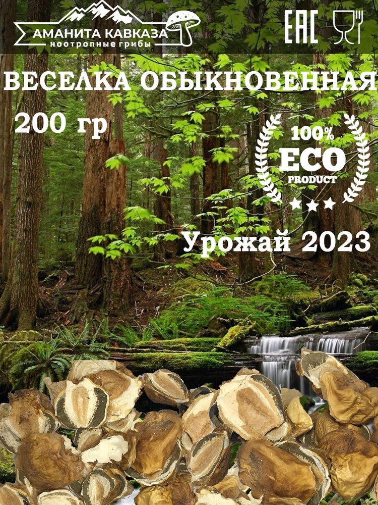 Веселка обыкновенная. Сушенные плодовые тела. - купить с доставкой по ...