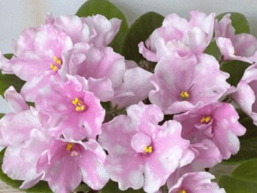 Полумини фиалка Hunter's Vertigo (K.Muzalewski) (детка) купить на OZON по низкой цене (2043387043)