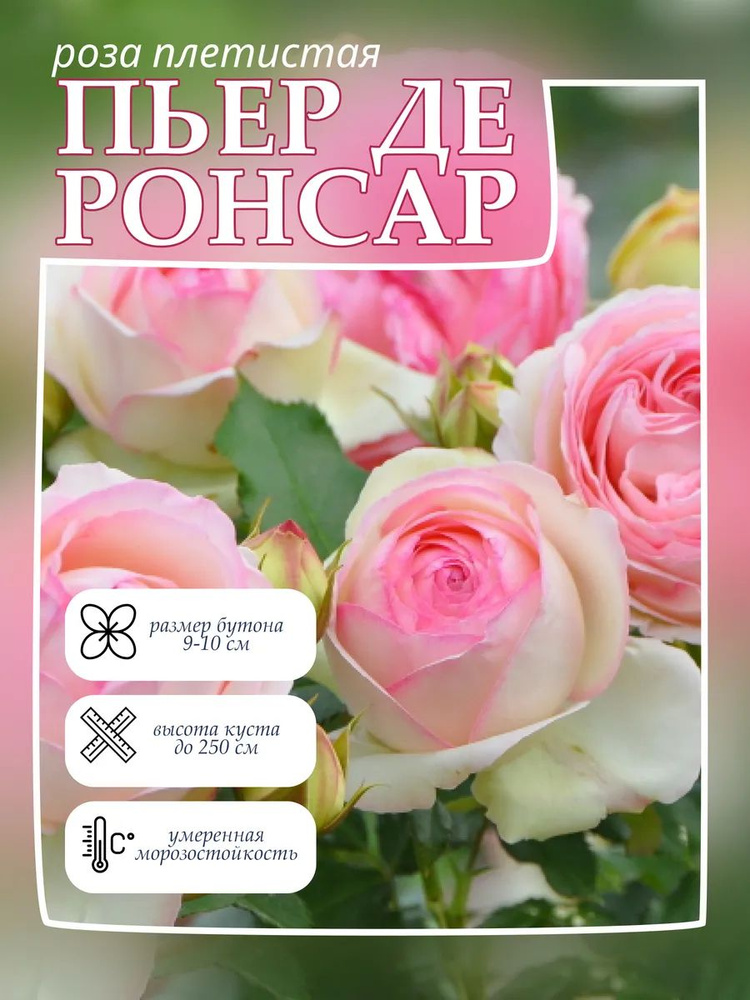 Роза плетистая саженец Пьер Де Ронсар купить на OZON по низкой цене ...