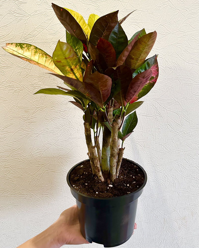 Комнатные растения Кодиеум Li Mrs Icetom, 17 дм - купить по выгодной цене в интернет-магазине ...