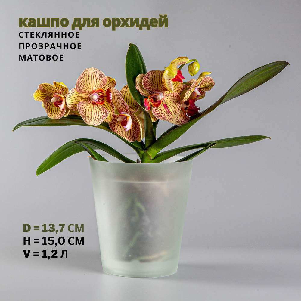 Кашпо для цветов / орхидей стеклянное матовое прозрачное d 14 см v 1,2 ...