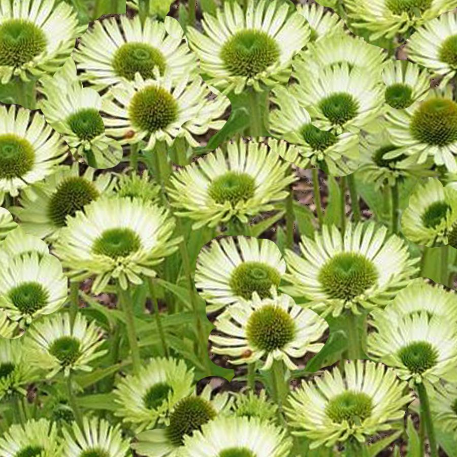 Эхинацея пурпурная Грин Джевел (Echinacea purpurea Green Jewel ...