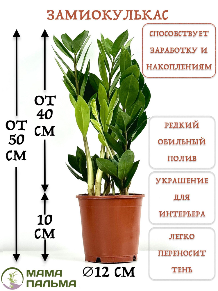 Замиокулькас живой (от 7 веток и больше) долларовое дерево в горшке D12 высота 50 см купить на ...
