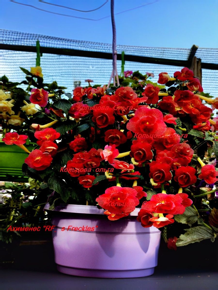 Комнатные цветы Ахименес сорт "RFs Freckles"Ризомы выдерживают до -8гр ...