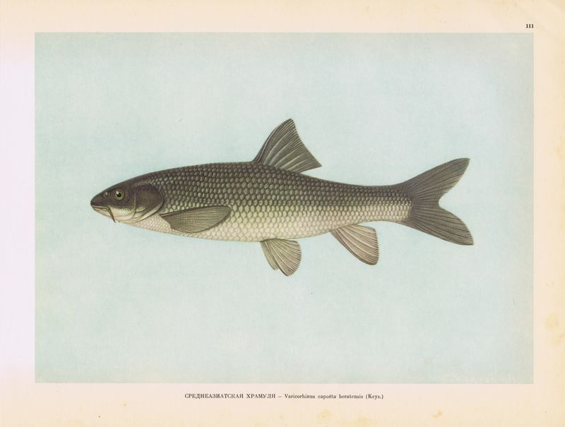 Рыбы. Среднеазиатская храмуля. Антикварная офсетная литография. СССР, 1949 г. купить на OZON по ...