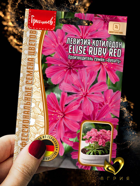 Левизия Григорьев Суккулент - купить с бесплатной доставкой в OZON (1678377945)