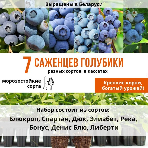 Голубика Голубика в кассете_sazhency-golubiki-nabor-7shtuk-v-kassete ...