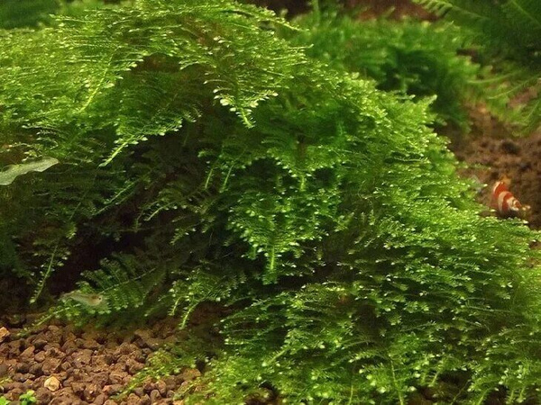 Треугольный мох (Triangle moss / купить на OZON по низкой цене (3045124588)