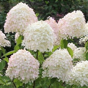 Гортензия метельчатая Селекшн (в тубе), саженец 1 шт - купить с ...
