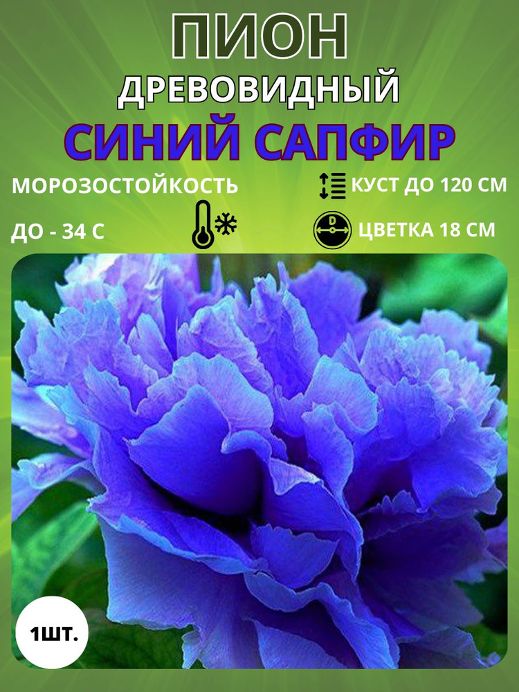 Пион, корень саженец для посадки купить на OZON по низкой цене (1492881511)