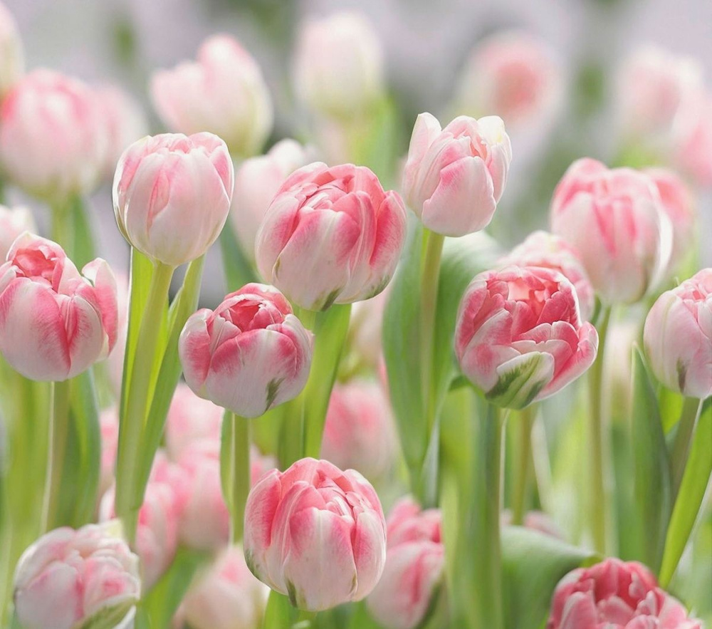 Фотообои Vostorg бумажные А-109 Тюльпаны 294*260 12листов - купить по ...