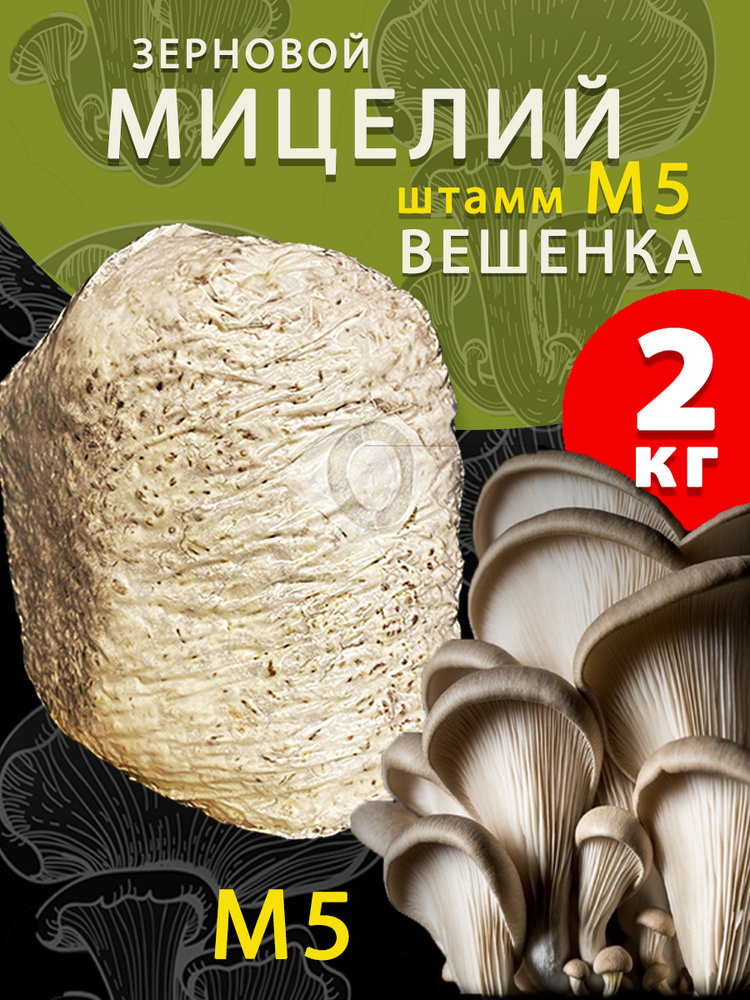 Мицелий вешенки зерновой (штамм М5) - 2 кг. купить c доставкой на OZON ...