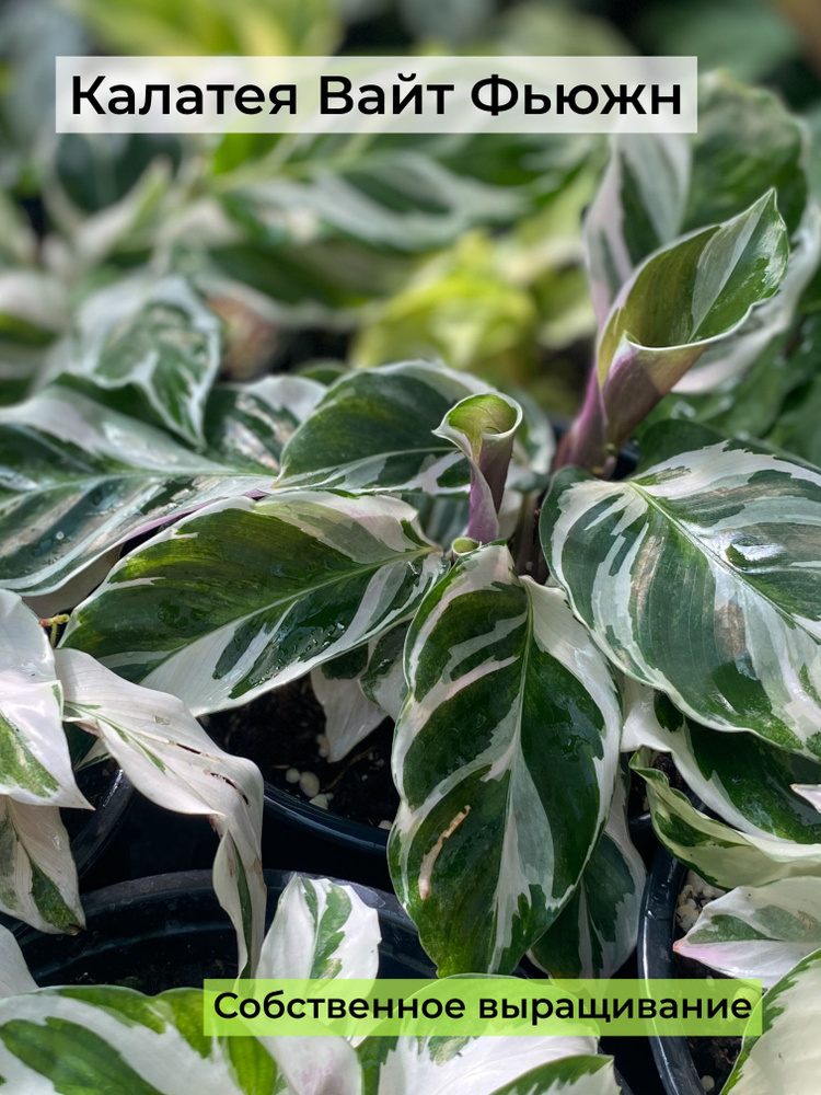Калатея Вайт Фьюжн (Calathea White Fusion) купить на OZON по низкой ...