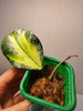 Хойя Обовата Вариегатная Селеш Крупнолистная Obovata Variegata СРЕЗ ...