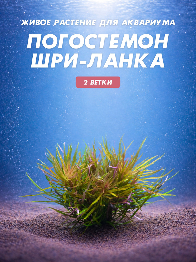Погостемон Шри-Ланка 2 ветки живого аквариумного растения купить на ...