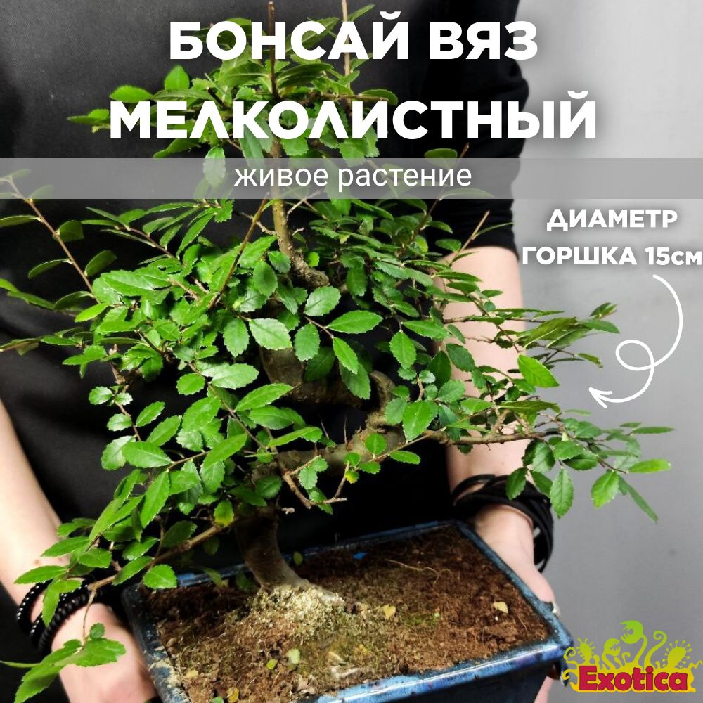 Бонсай Вяз Мелколистный (Ulmus Parvifolia) D20см, домашнее дерево ...