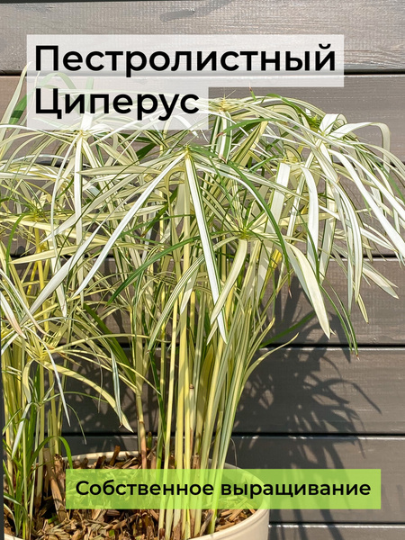 Пестролистный Циперус (Cyperus alternifolius Variegatus) купить на OZON ...