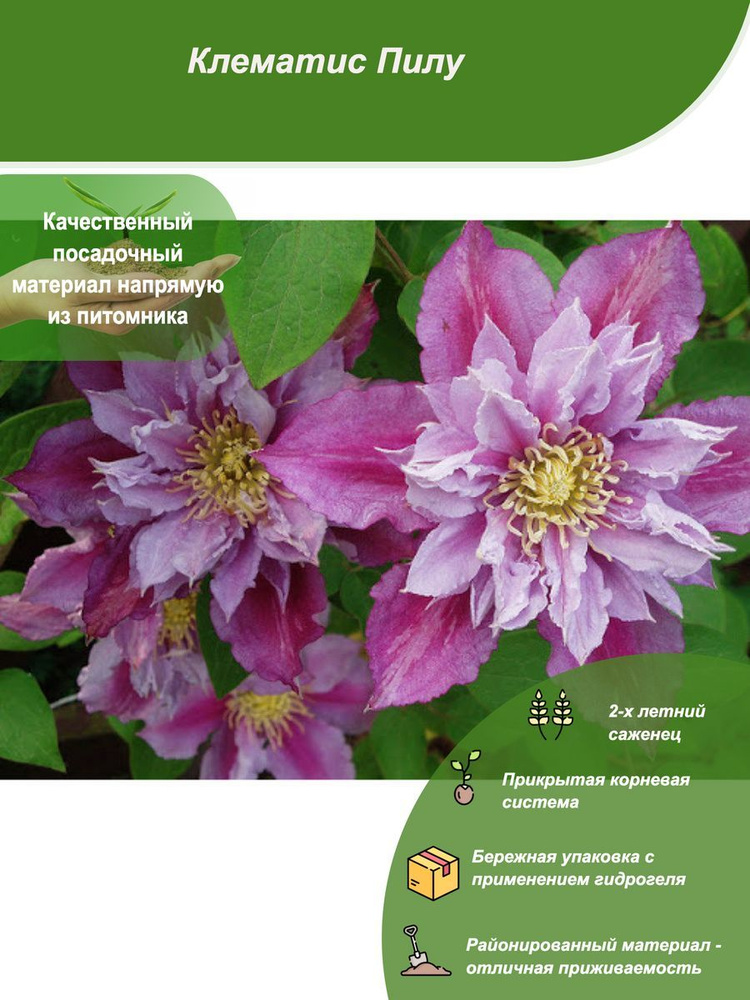 Клематис Пилу - купить с доставкой по выгодным ценам в интернет ...