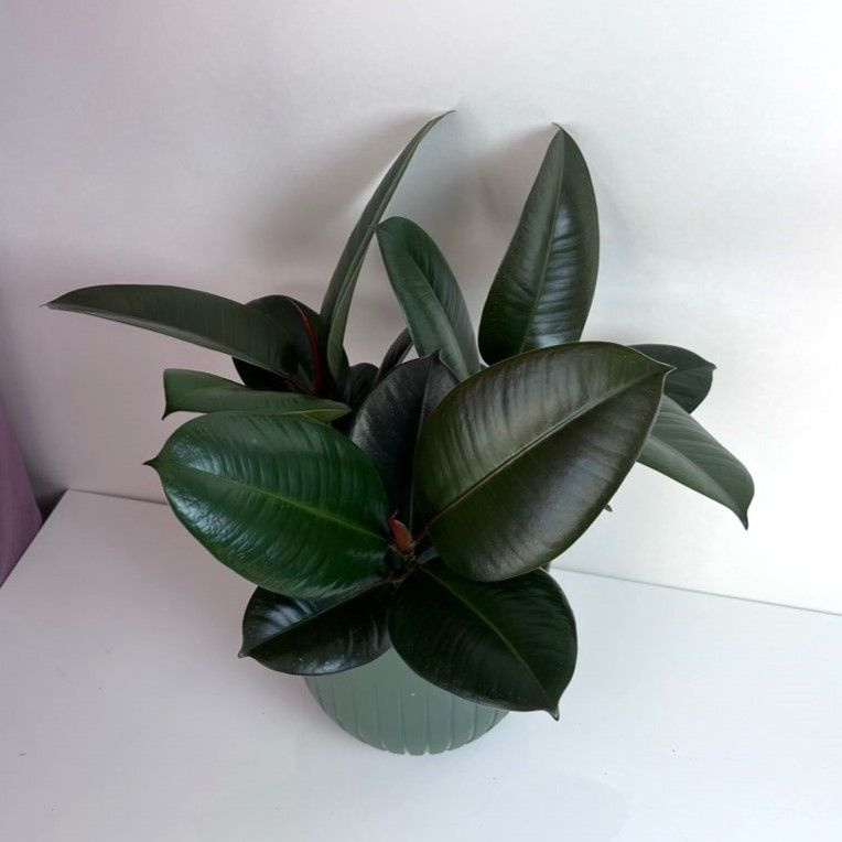 Фикус Фикус Эластика Робуста (Ficus elastica Robusta)50см, 15 дм ...