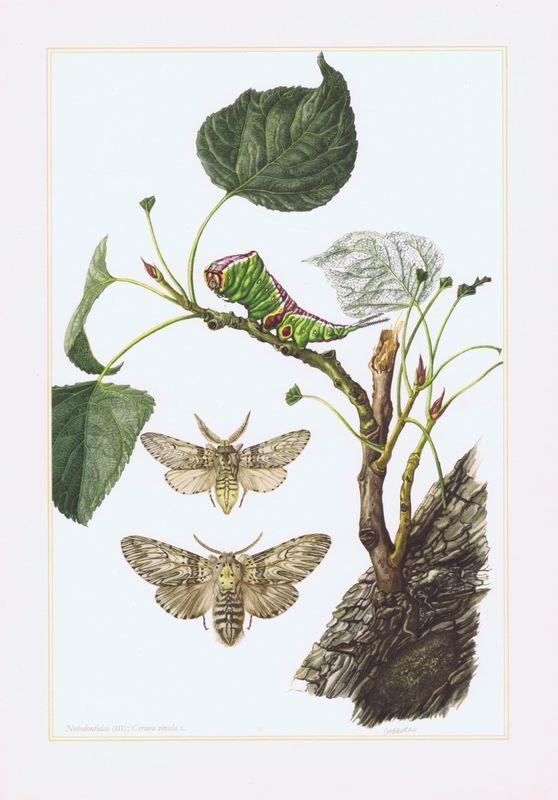 Бабочки. Гарпия большая. Антикварная офсетная литография. Германия, 1961 год купить на OZON по ...