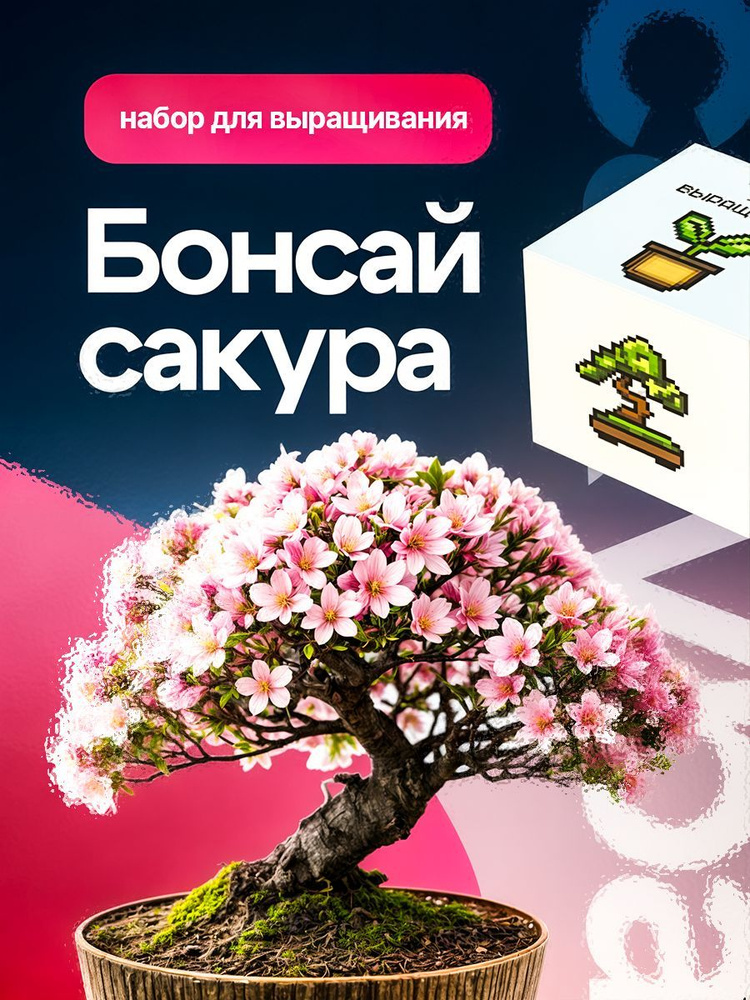 Бонсай набор для выращивания растений Сакура купить на OZON по низкой ...