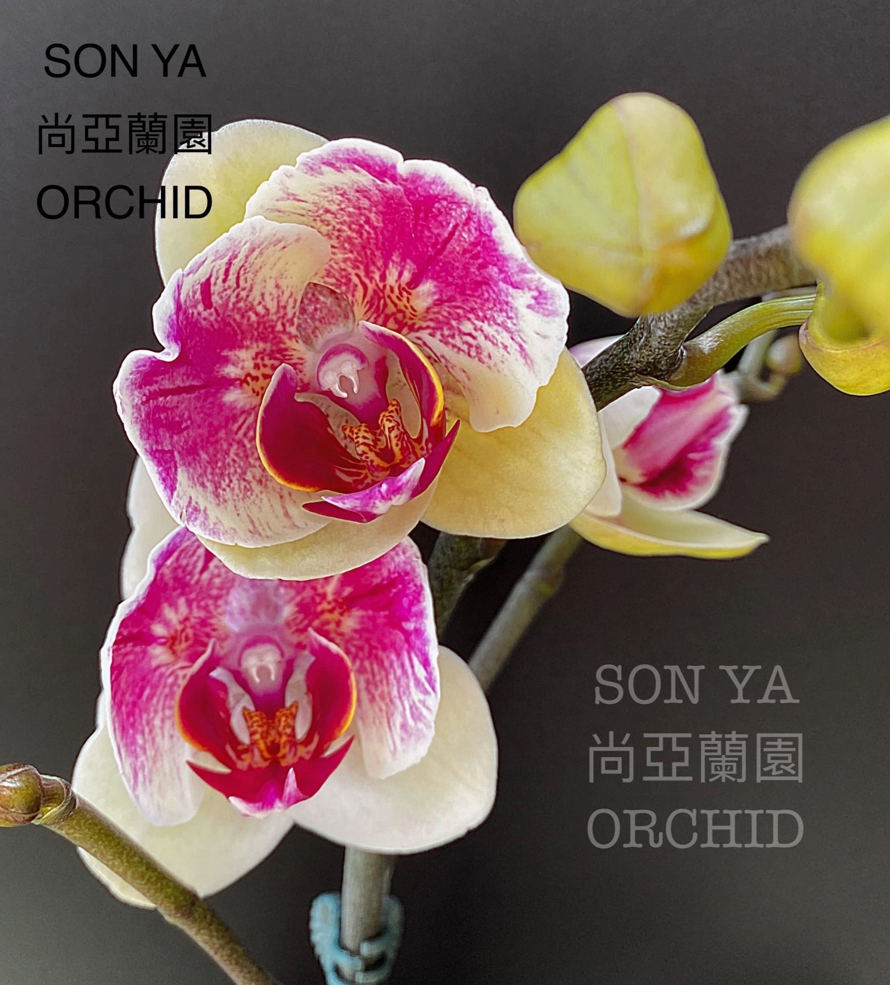 Живая Орхидея Cockatoo (Son YA Orchids) / Детка размер 1.7 купить на ...