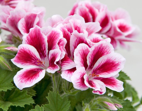Пеларгония королевская Novita Classic Pink Bicolor -молодое растение ...