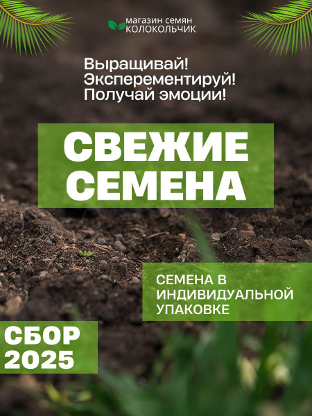 КОЛОКОЛЬЧИК Кактусы - купить с бесплатной доставкой в OZON (1124766978)