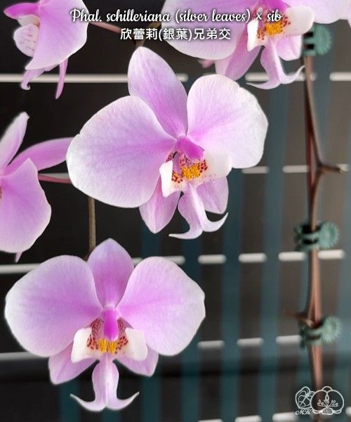 орхидея Phal. Schilleriana Silver х sib АРОМА 2,5 НЕ ЦВЕТЕТ купить на ...