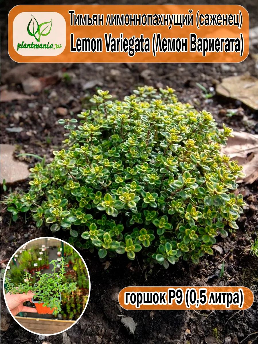 Тимьян лимоннопахнущий Lemon Variegata (Лемон Вариегата) P9 купить на ...