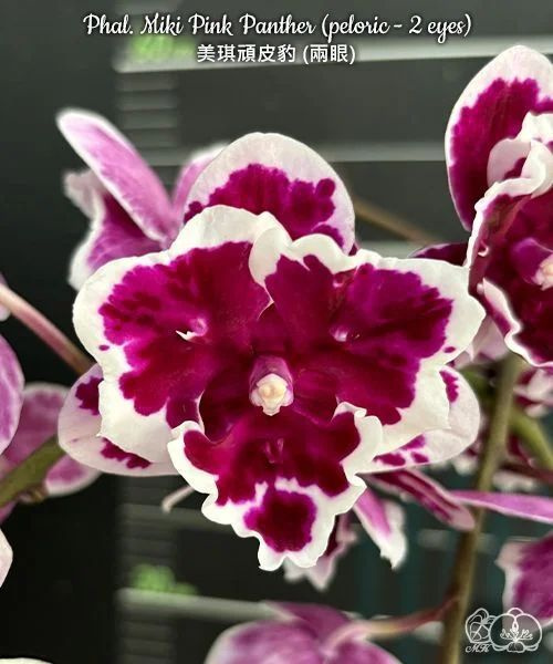 Живая Орхидея Фаленопсис Miki Pink Panther (peloric) купить на OZON по ...