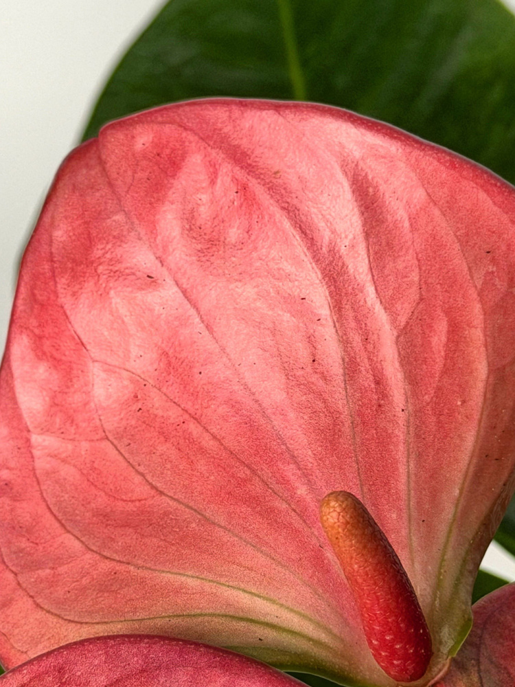 Антуриум Розовый купить на OZON по низкой цене (3789156030)