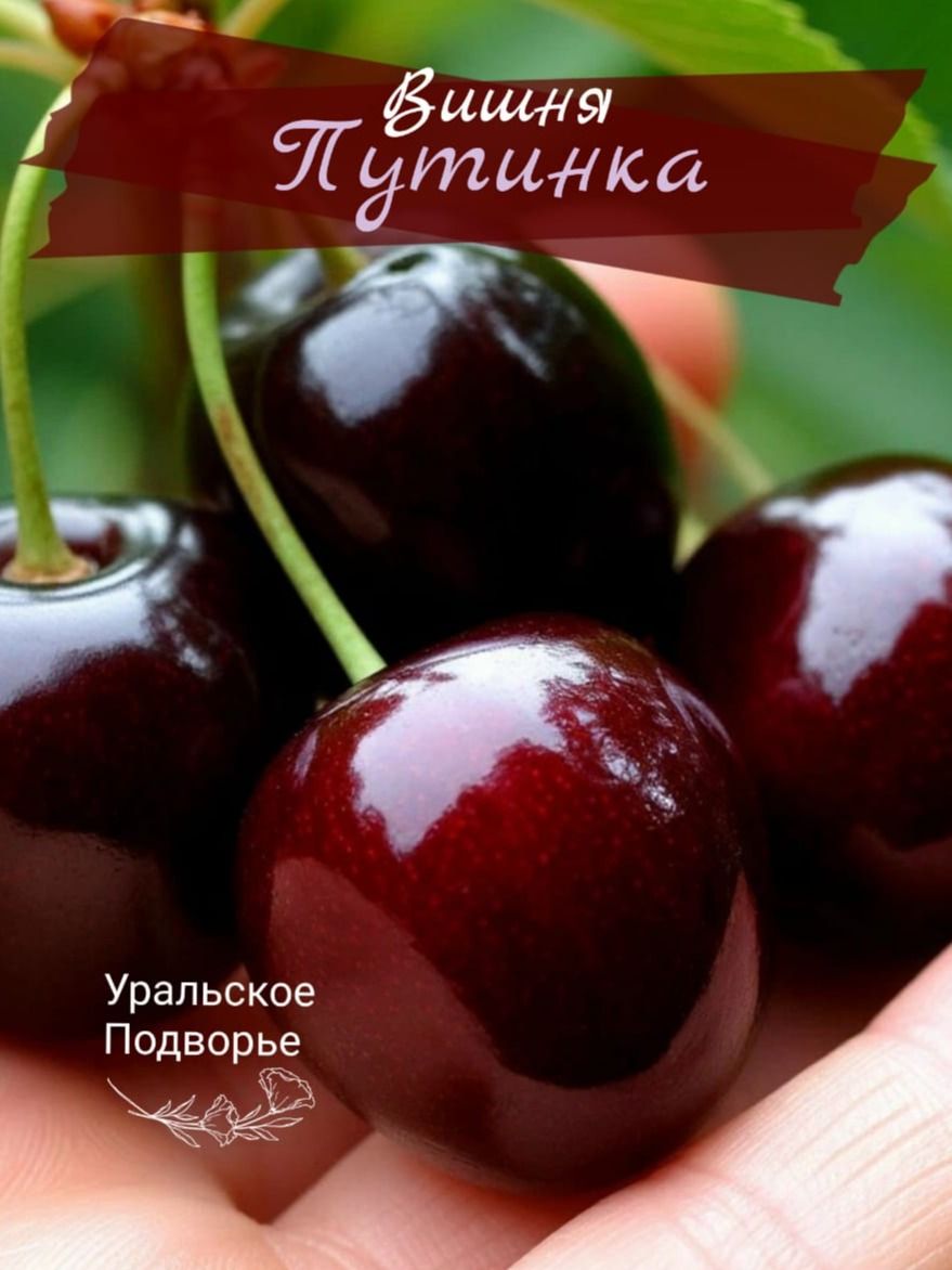 Вишня Путинка (ЗКС 2.1 ЛИТРА) купить на OZON по низкой цене (2829988969)