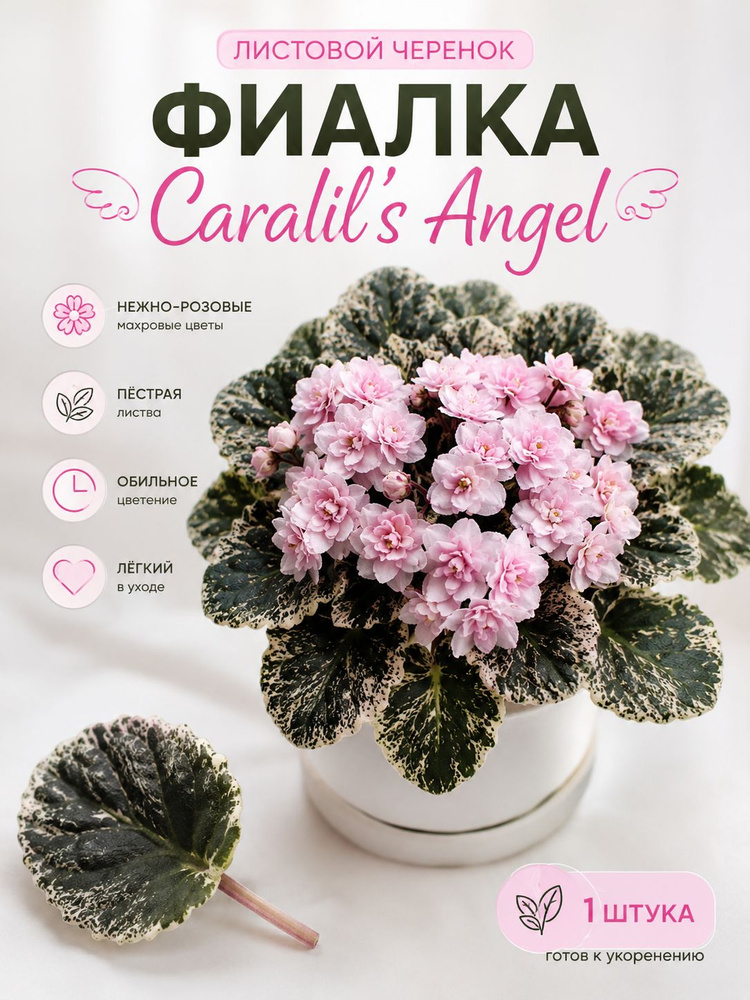 Саженец фиалки "Caralil's Angel" купить на OZON по низкой цене (4570704257)