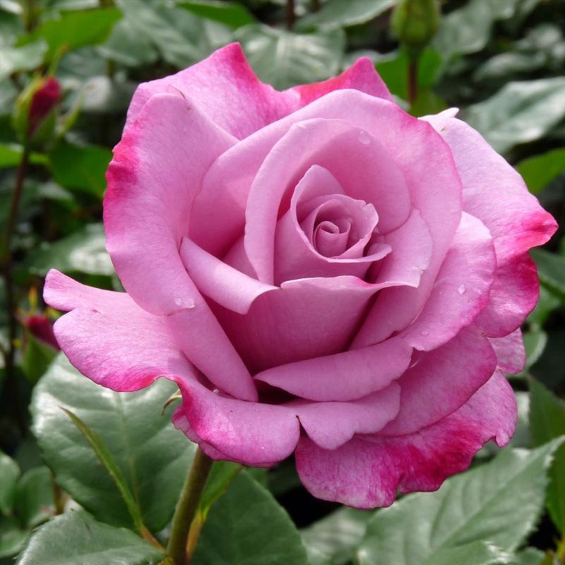 Роза чайно-гибридная Моди Блю (Moody Blue) - купить с доставкой по ...