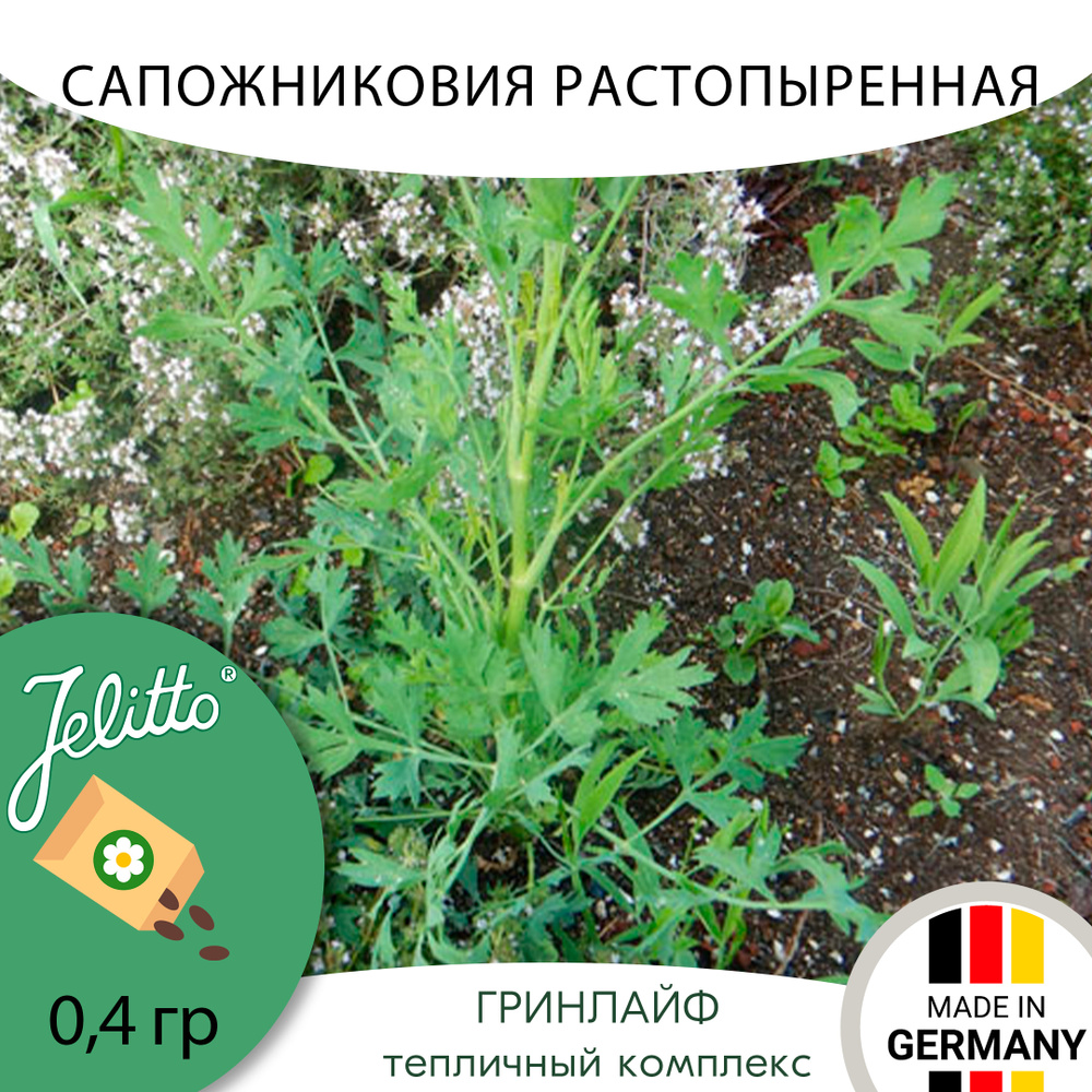 Jelitto Сапожниковия растопыренная, 0.4 г - купить с бесплатной ...