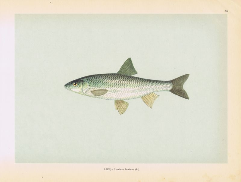 Рыбы. Елец. Антикварная офсетная литография. СССР, 1949 г. купить на OZON по низкой цене ...