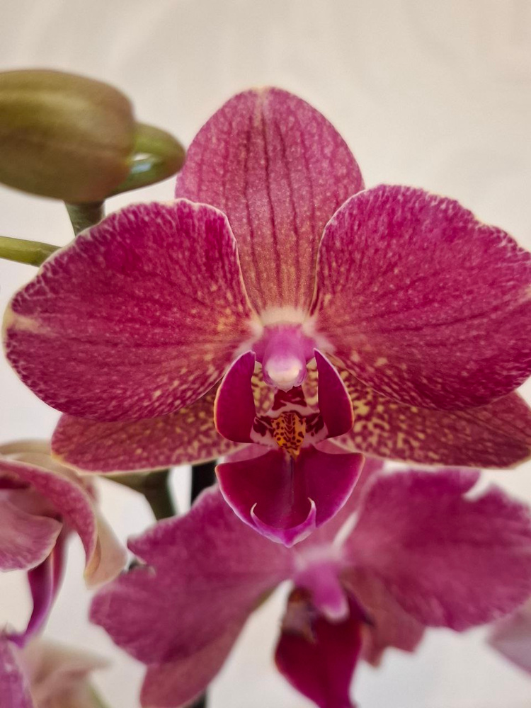 орхидея Phal. Pirate Picotee mutation ЦВЕТЕТ купить на OZON по низкой ...