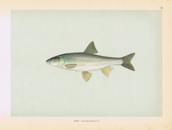 Рыбы. Елец. Антикварная офсетная литография. СССР, 1949 г. купить на OZON по низкой цене ...